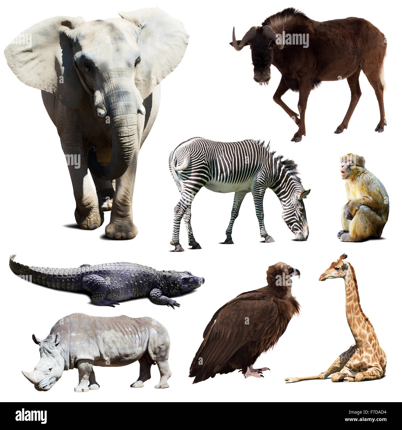Set of few african animals over white background Stock Photo - Alamy