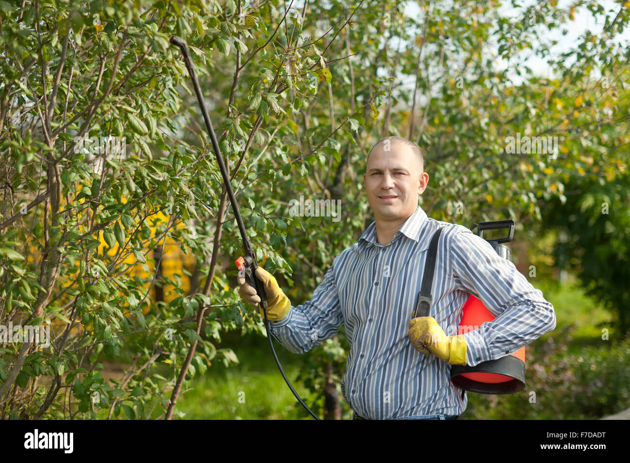 Man spraying tree plant in orchard Stock Photo - Alamy
