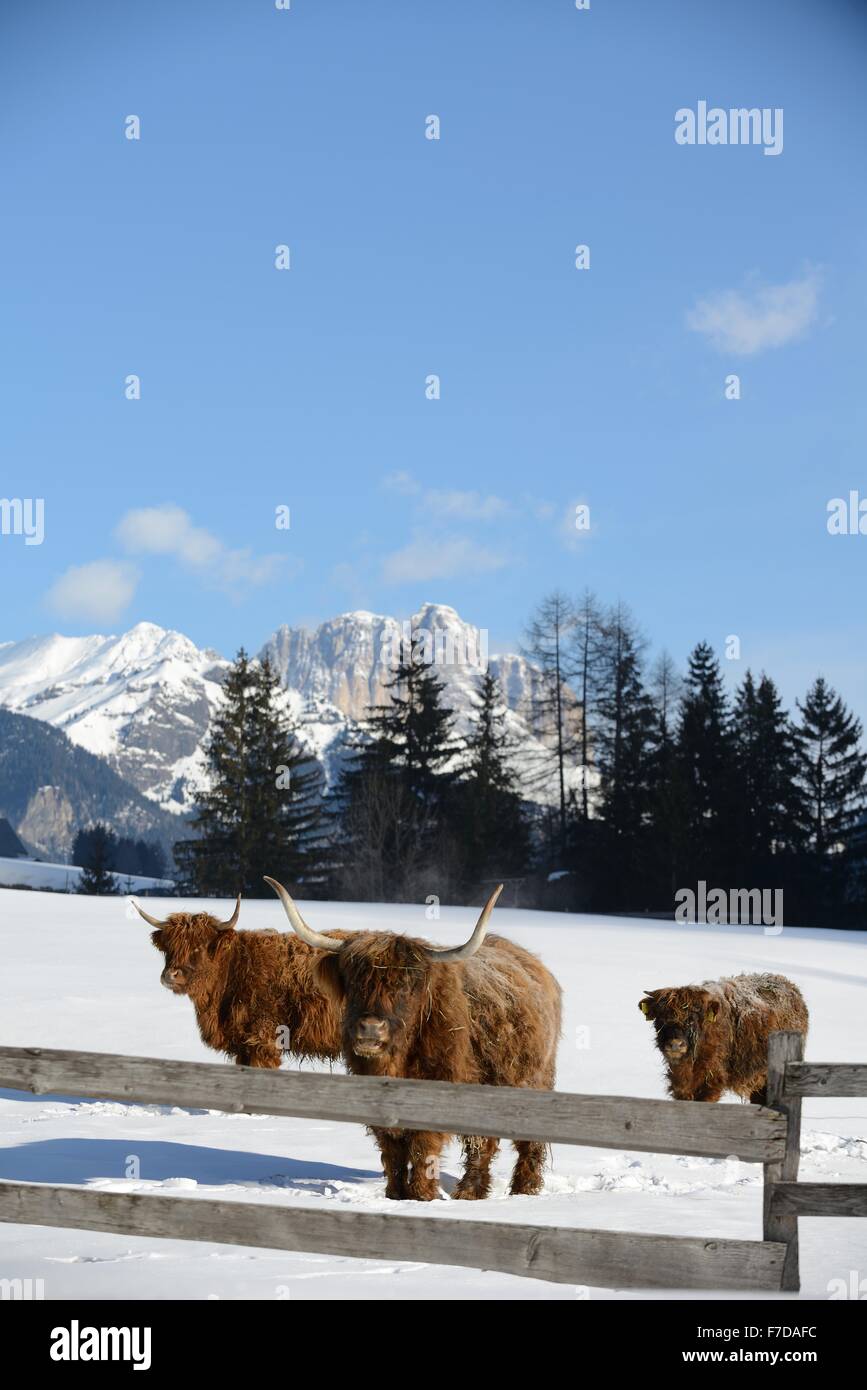 nature scene with cow animal at winter with snow mountain landscape in ...