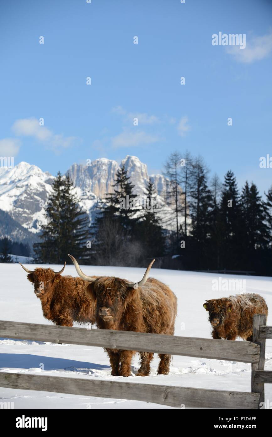 nature scene with cow animal at winter with snow mountain landscape in ...