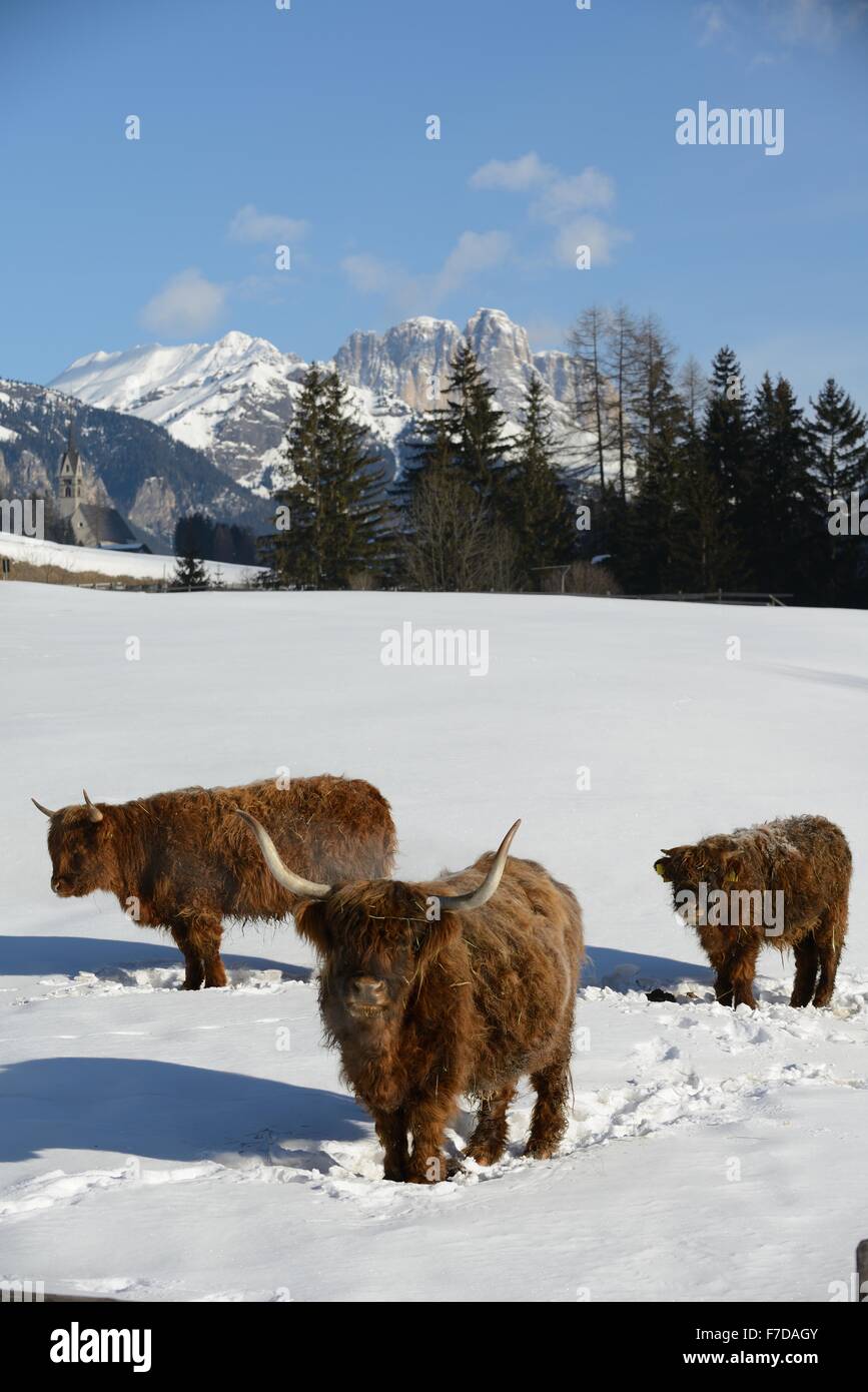 nature scene with cow animal at winter with snow mountain landscape in ...