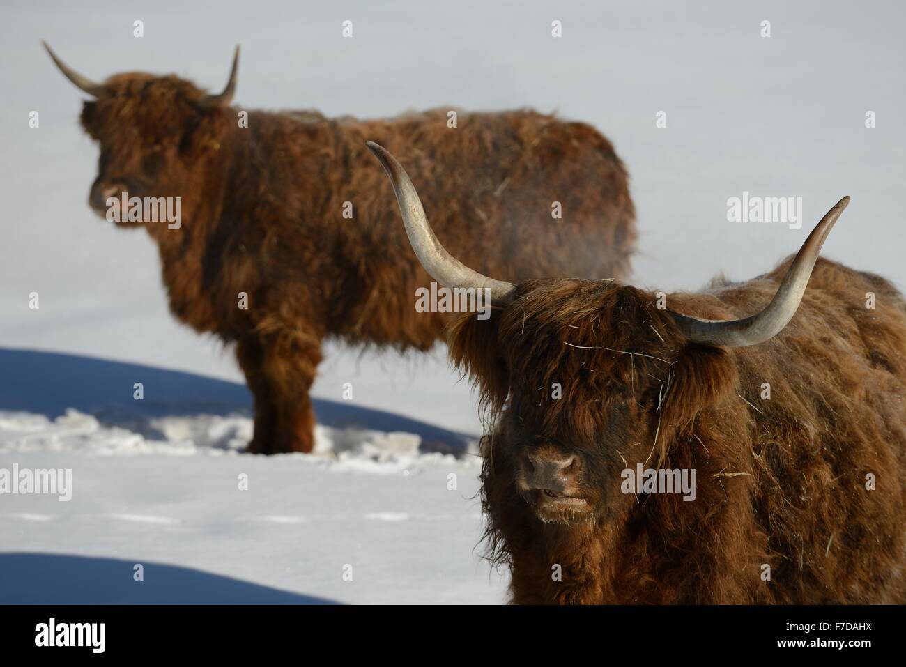 nature scene with cow animal at winter with snow mountain landscape in ...