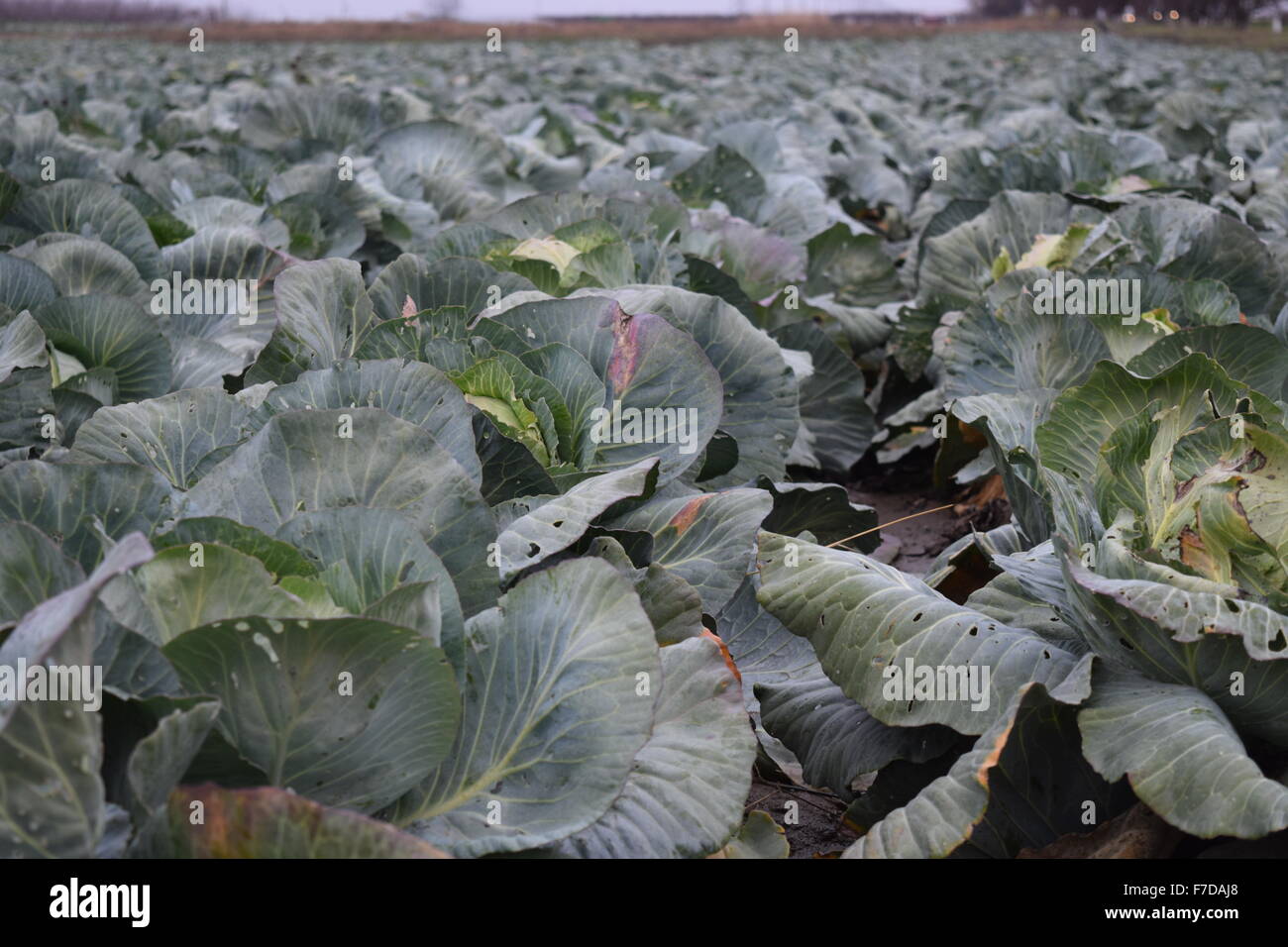 Cabbage field. Cultivation of cabbage in an open ground in the field ...