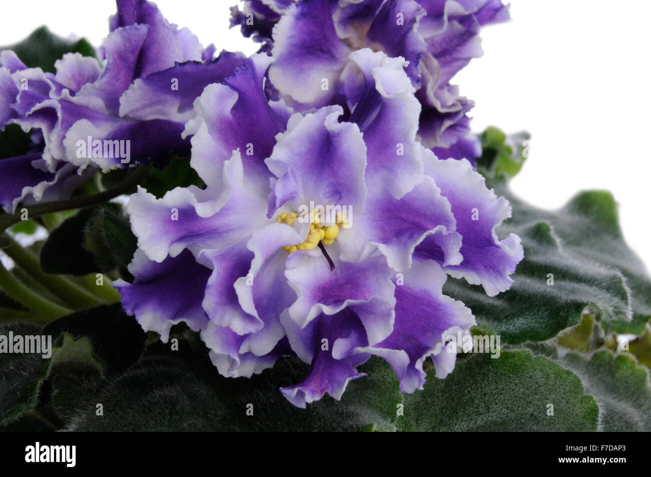 Inflorescence purple velvet violets close-up Stock Photo - Alamy