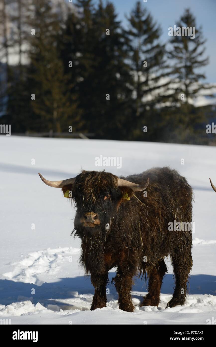 nature scene with cow animal at winter with snow mountain landscape in ...