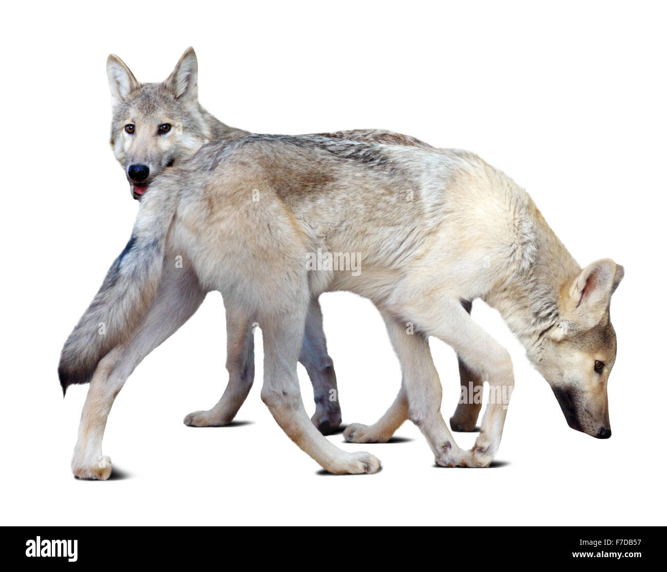wolves over white background with shade Stock Photo - Alamy