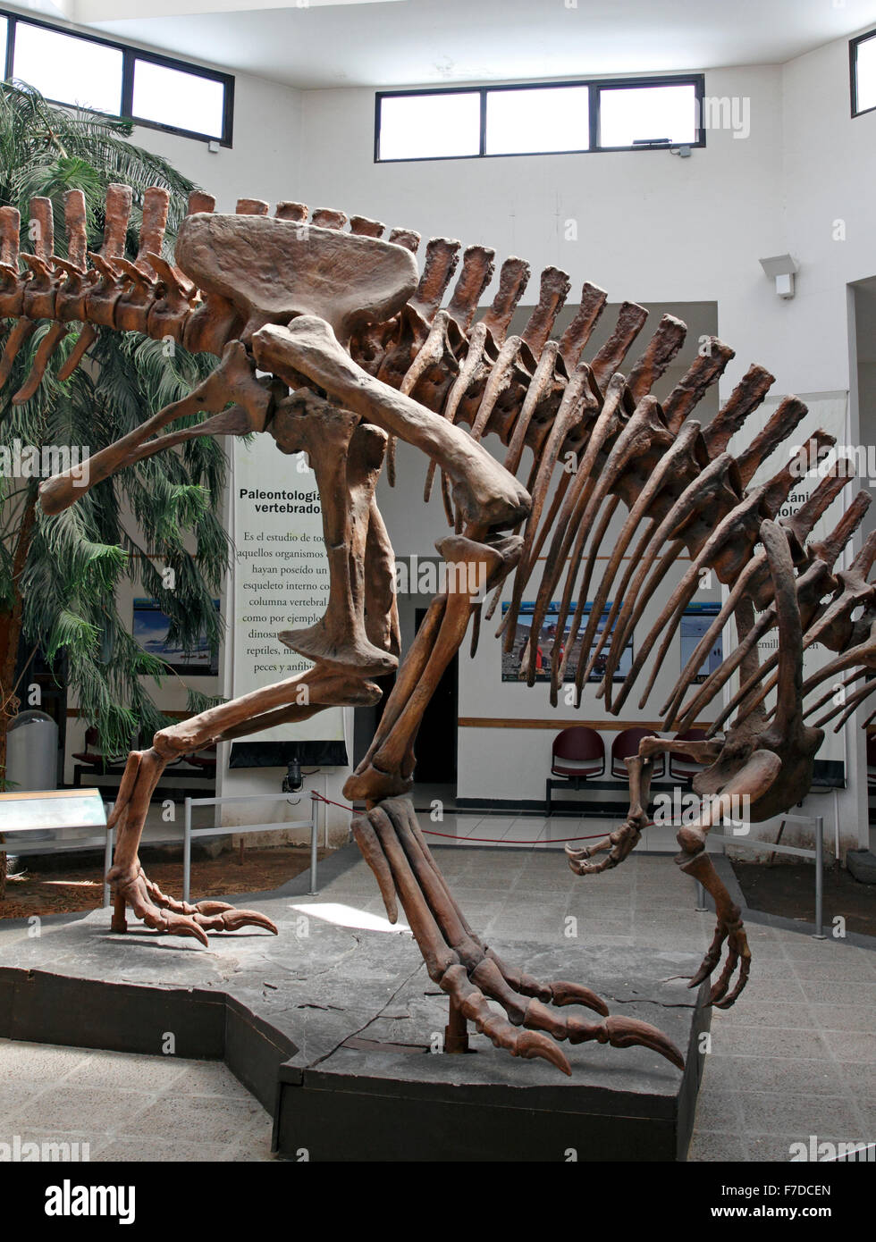 original skeleton of Tyrannotitan chubutensis. Chubut province ...