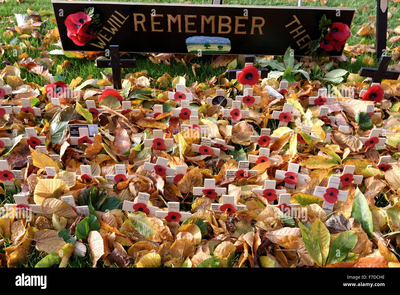 Close up of remembrance poppies covered in autumn leaves Stock Photo ...