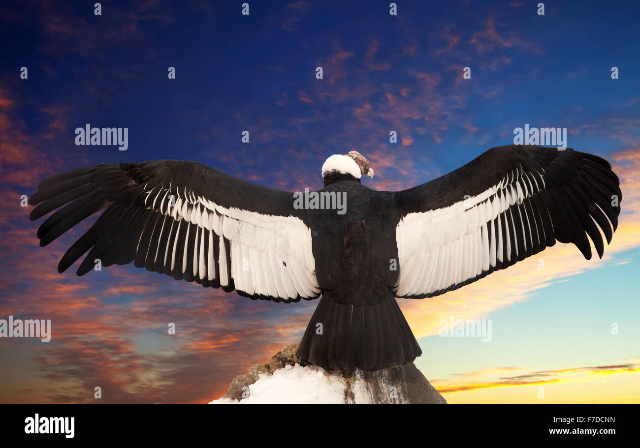 Andean condor on rock against sunset sky background Stock Photo - Alamy