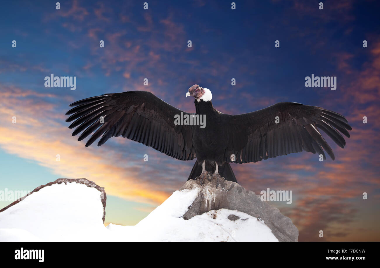 Andean condor on rock against sunset sky background Stock Photo - Alamy