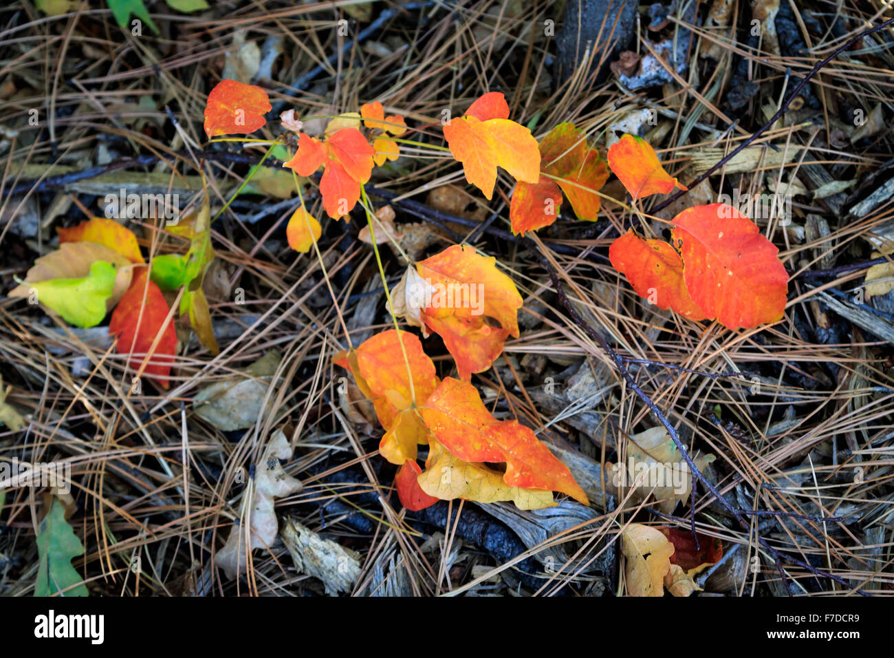 Fall ground clutter in Colorado Stock Photo - Alamy