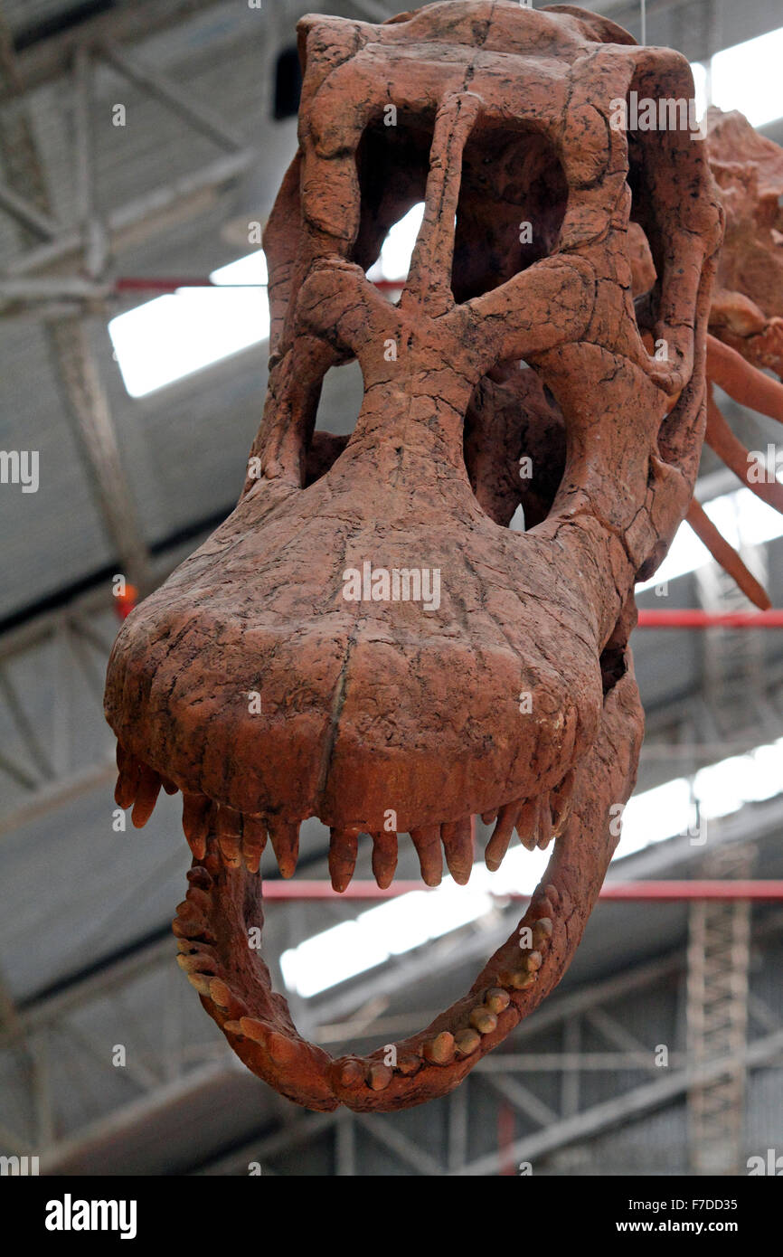 Worlds largest dinosaur reconstructed skeleton at Predio Ferial, Trelew ...