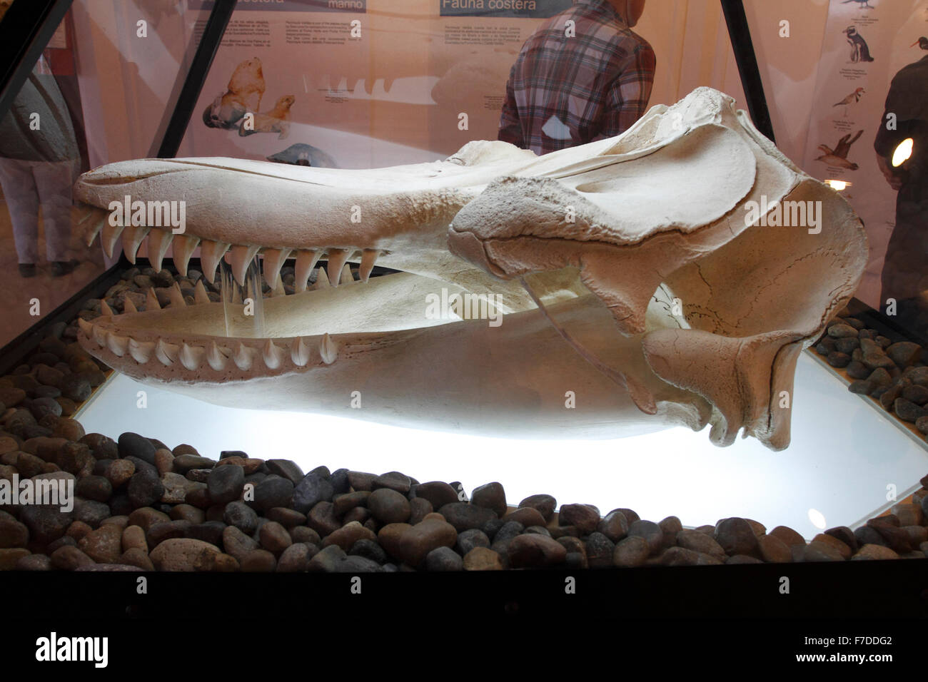 Orca teeth hi-res stock photography and images - Alamy