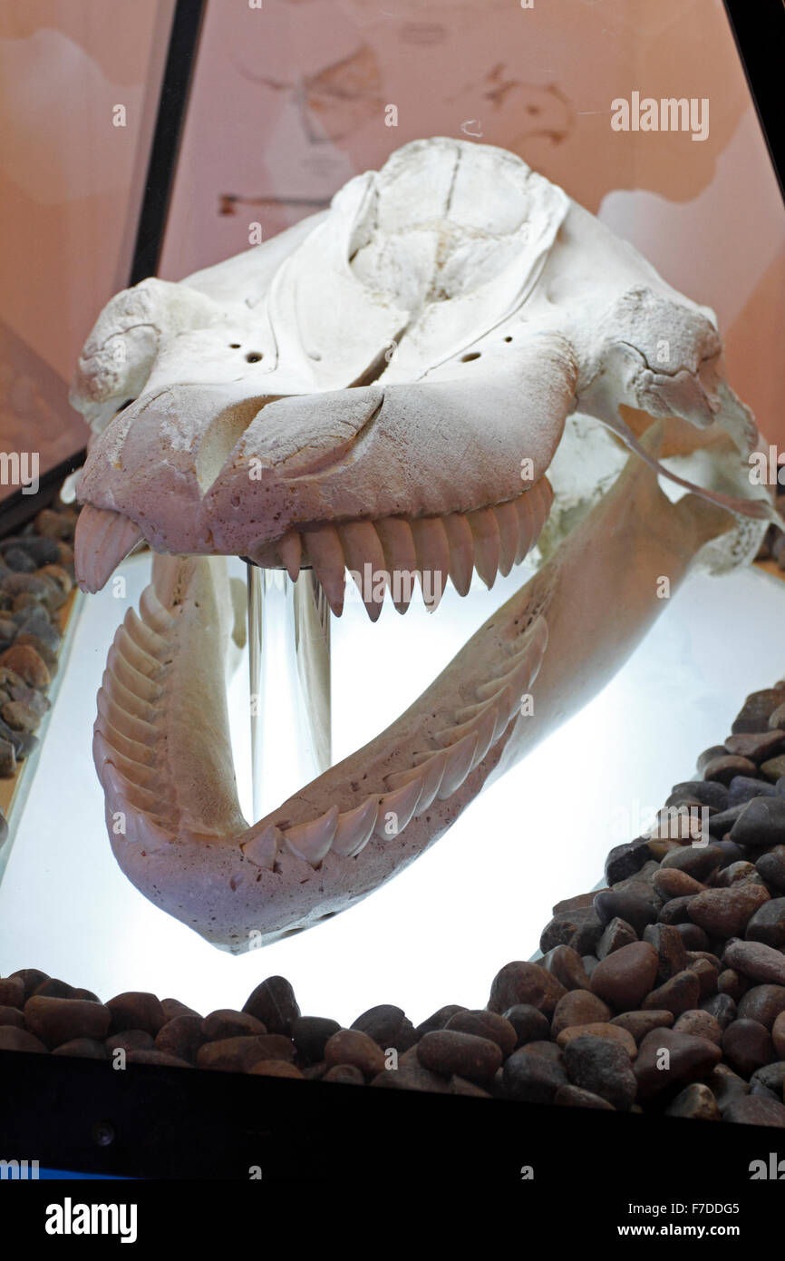 Orca skull hi-res stock photography and images - Alamy