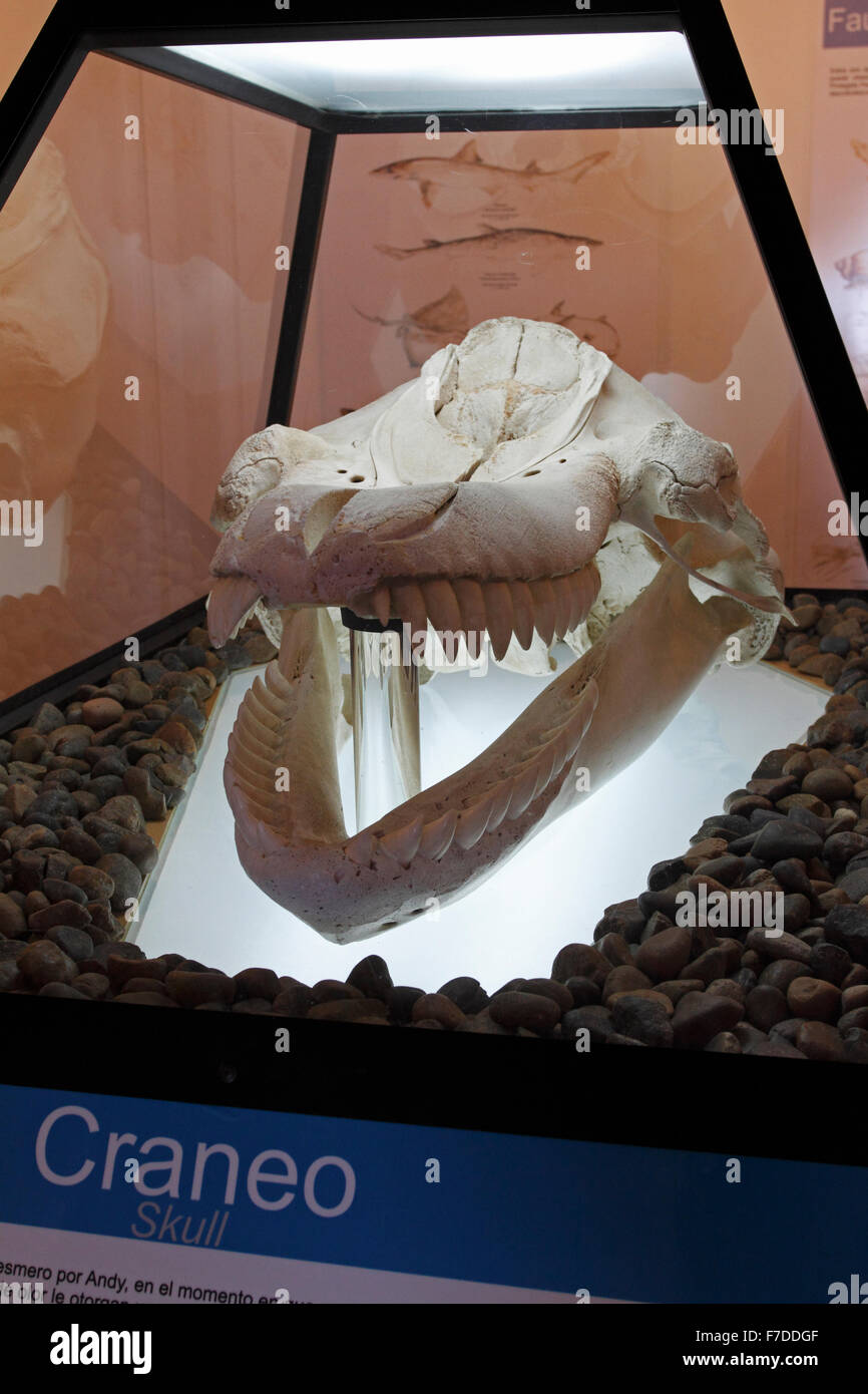 Orca skull. Craneo Stock Photo - Alamy