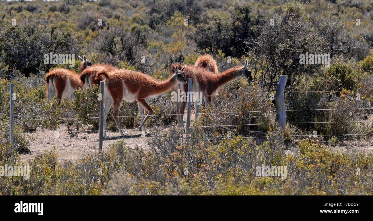 Guanaco bush hi-res stock photography and images - Alamy
