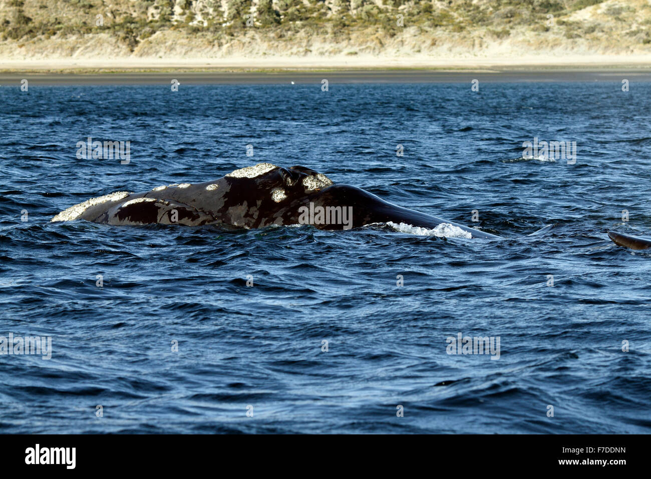 Southern right Whale (Eubalaena. australis) female Stock Photo - Alamy