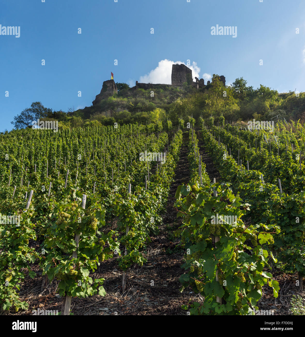Beilstein vineyards and the Mitternich castle on the top of the ...