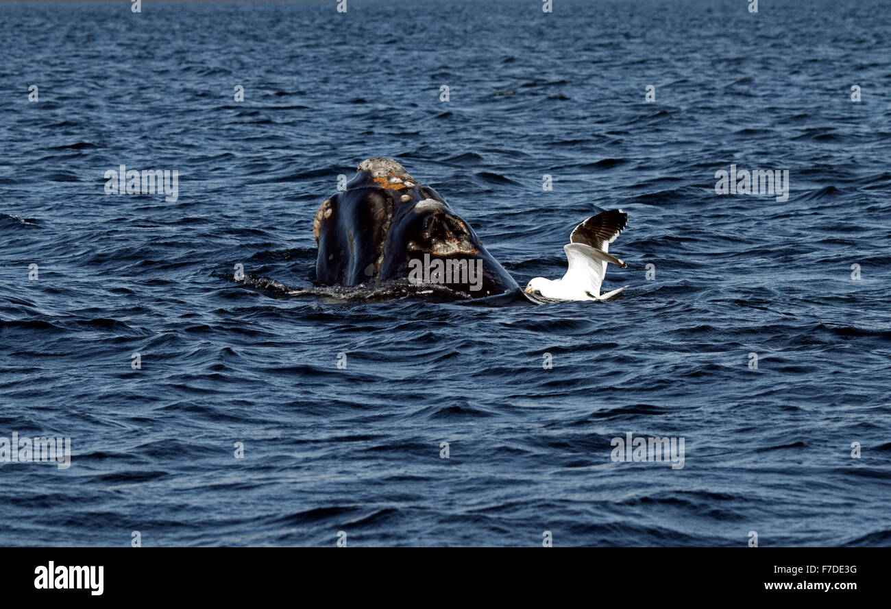 Southern right Whale (Eubalaena. australis) being attacked by a kelp ...