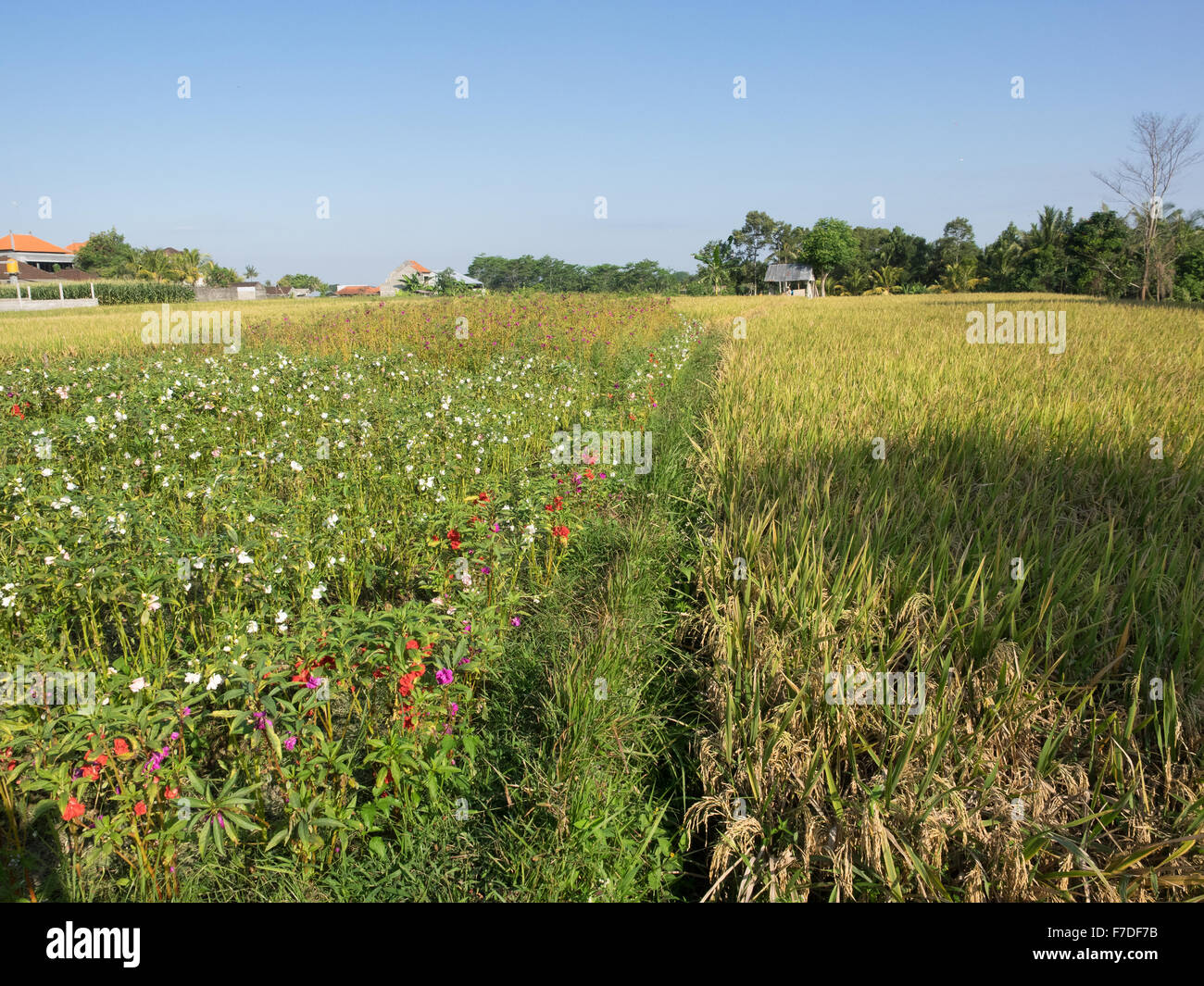 Bali indonesia shrine in rice hi-res stock photography and images - Alamy