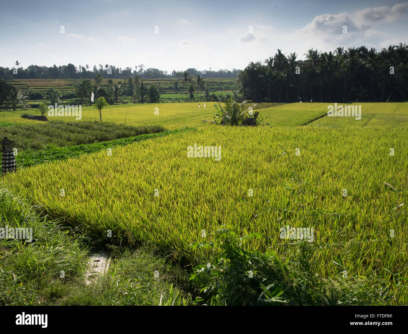 paddy field in Bali, Indonesia Stock Photo - Alamy
