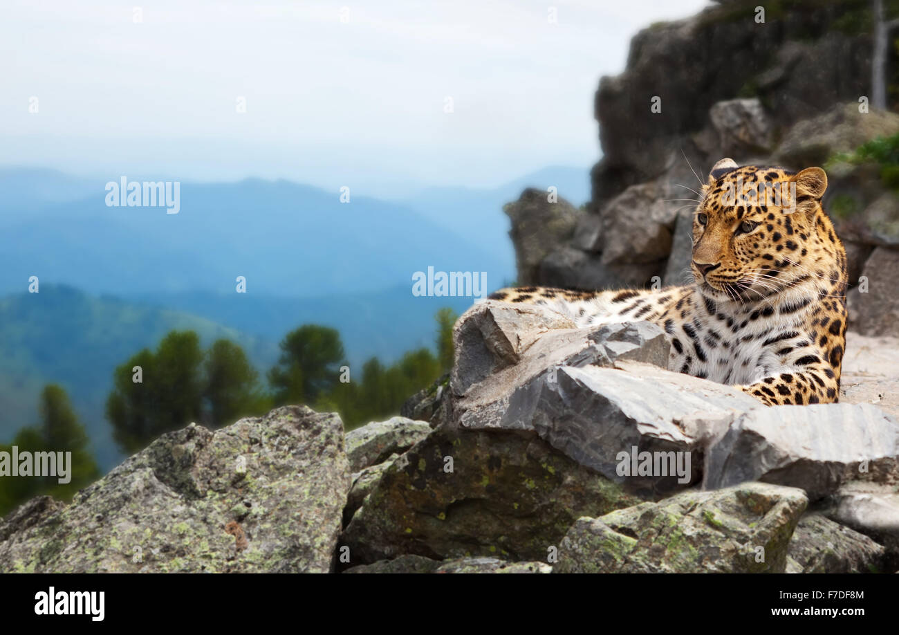 Leopard on rock hi-res stock photography and images - Alamy