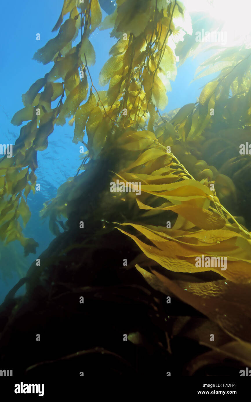 Seaweed kelp forest underwater at Catalina Island, California reef ...