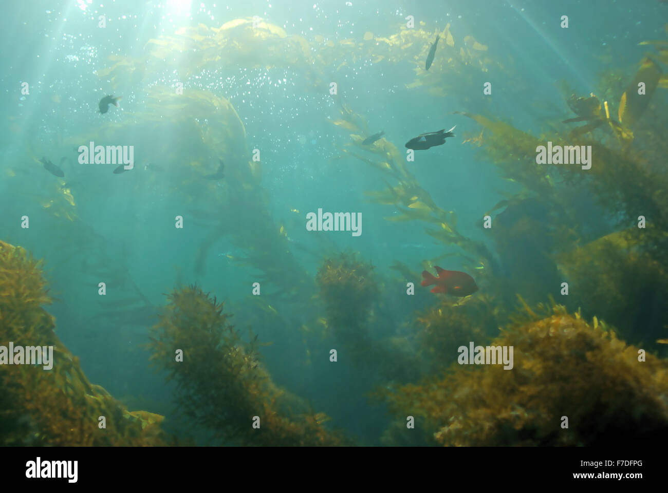 Seaweed kelp forest underwater at Catalina Island, California reef ...