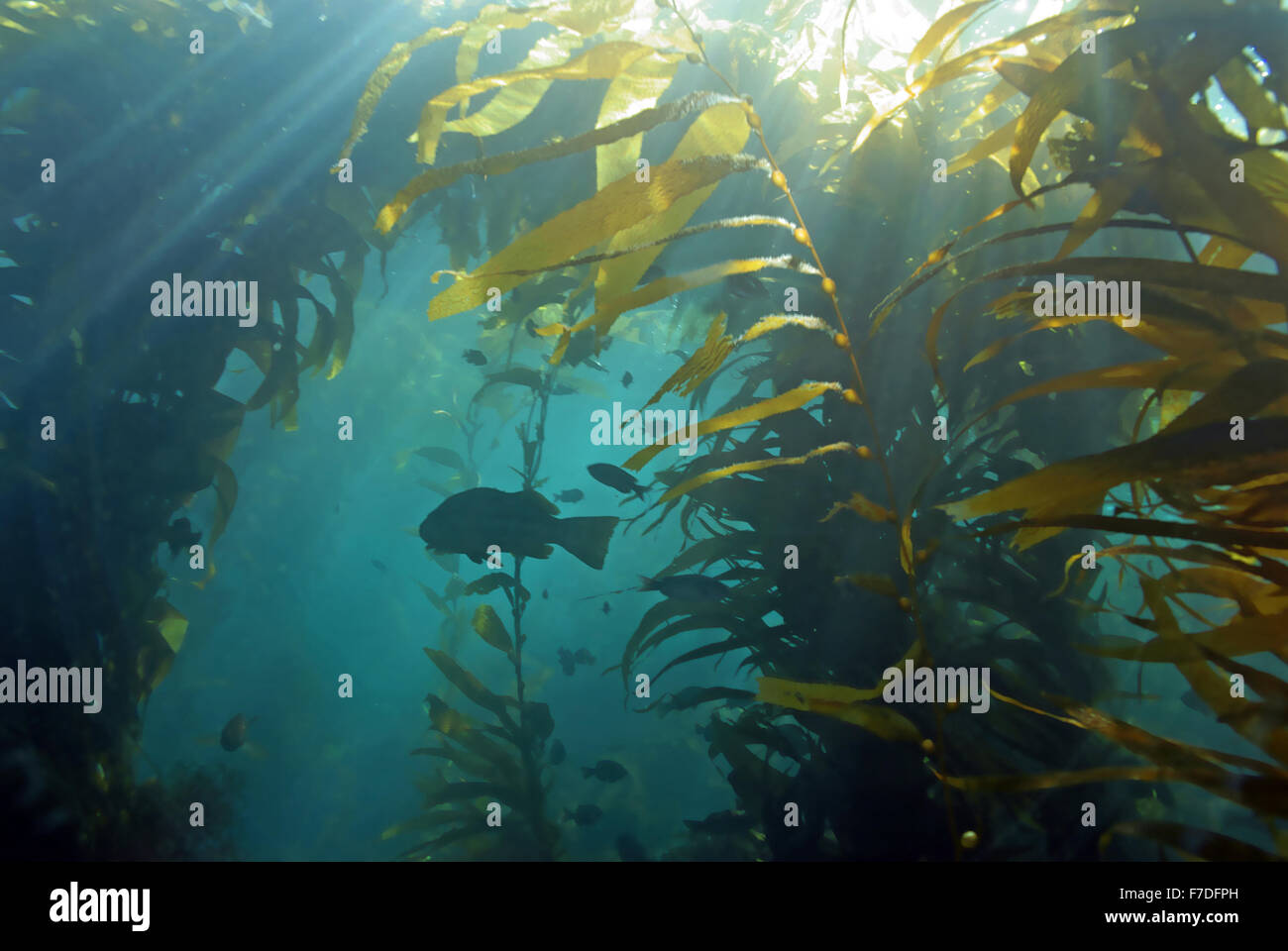 Seaweed kelp forest underwater at Catalina Island, California reef ...