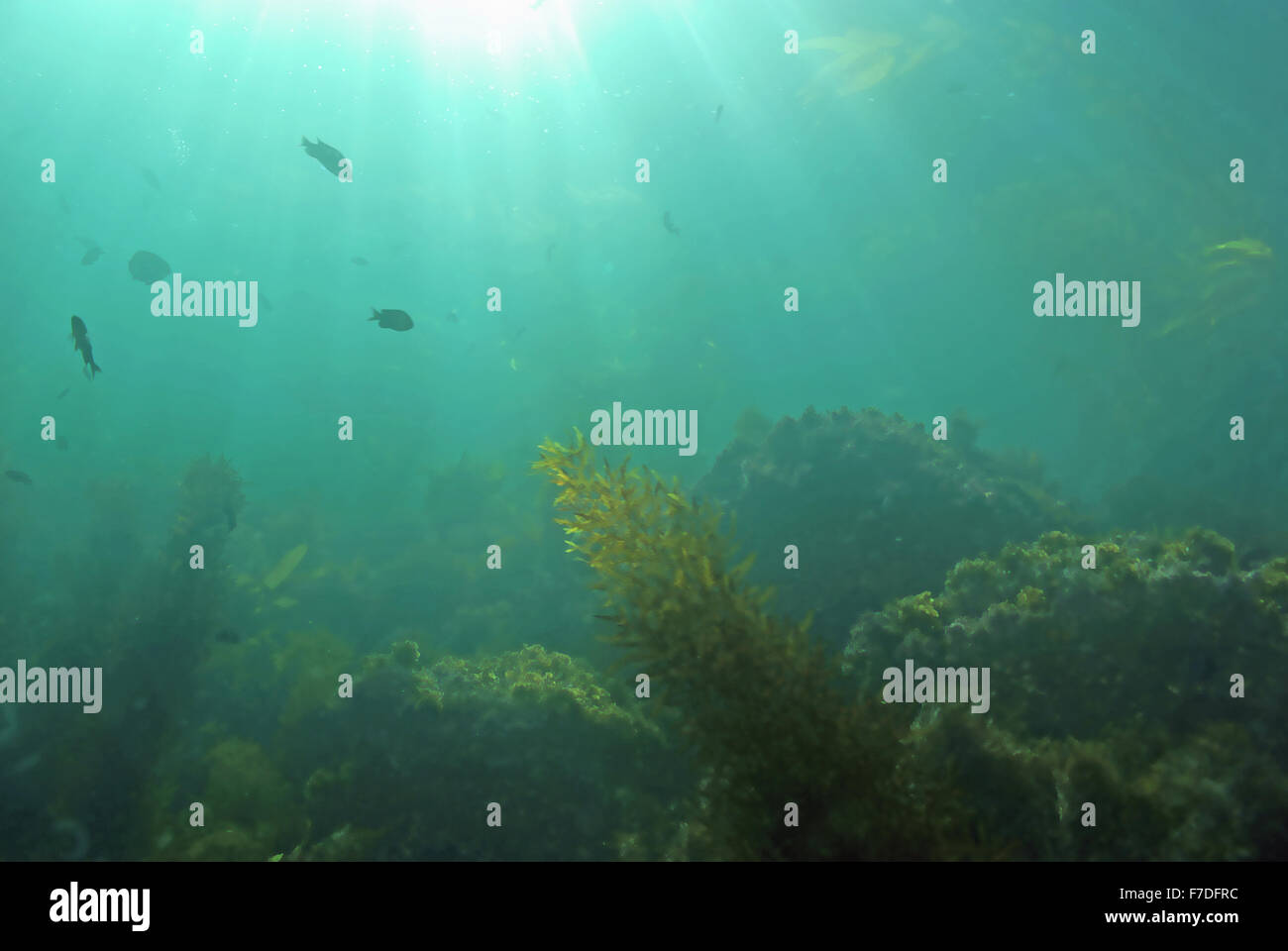 Seaweed kelp forest underwater at Catalina Island, California reef ...