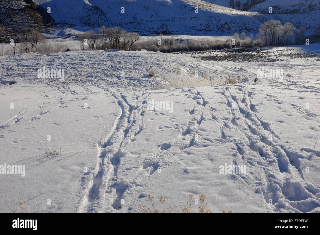 Tracks in ice hi-res stock photography and images - Alamy