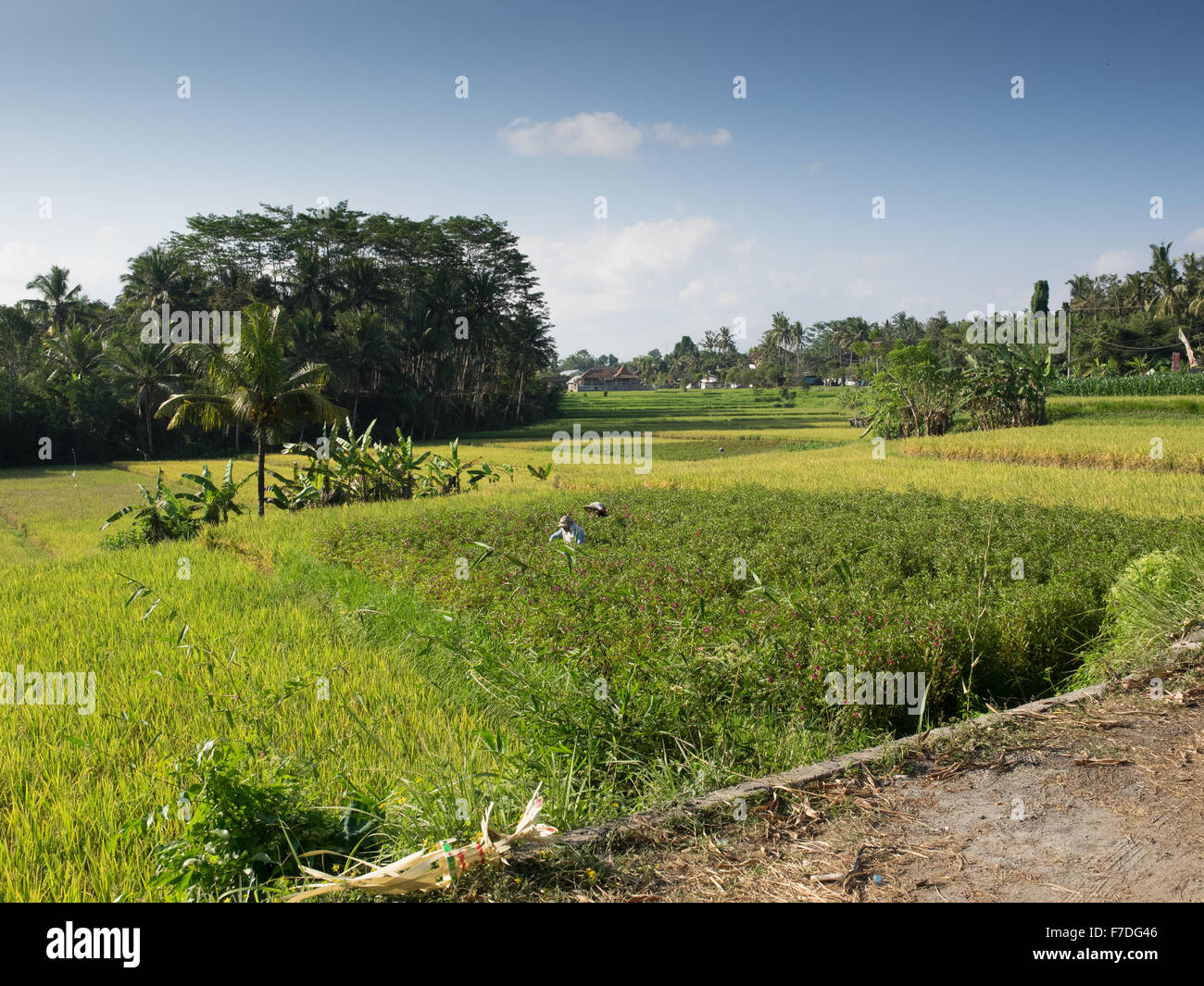 paddy field in Bali, Indonesia Stock Photo - Alamy