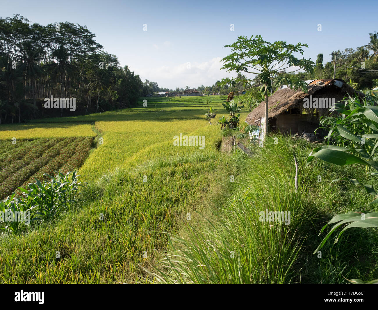 Bali indonesia shrine in rice hi-res stock photography and images - Alamy