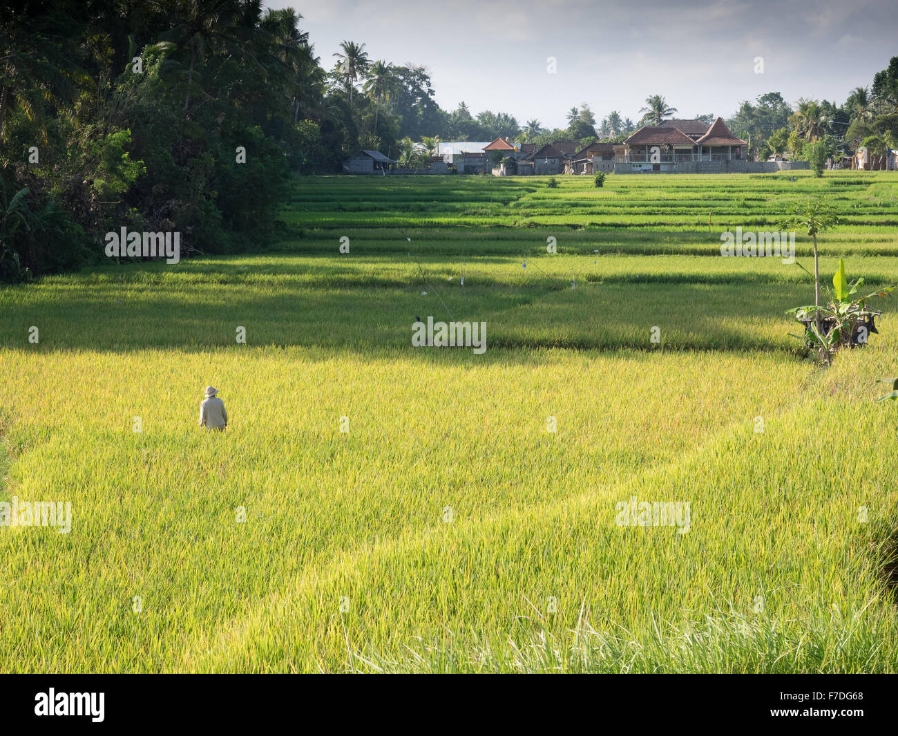 paddy field in Bali, Indonesia Stock Photo - Alamy