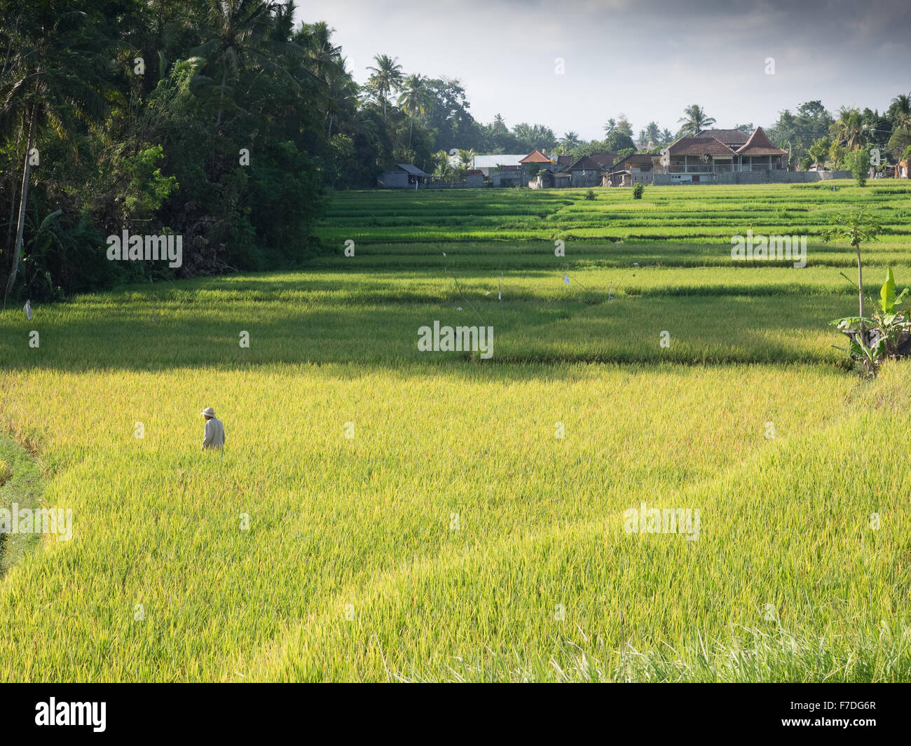 paddy field in Bali, Indonesia Stock Photo - Alamy