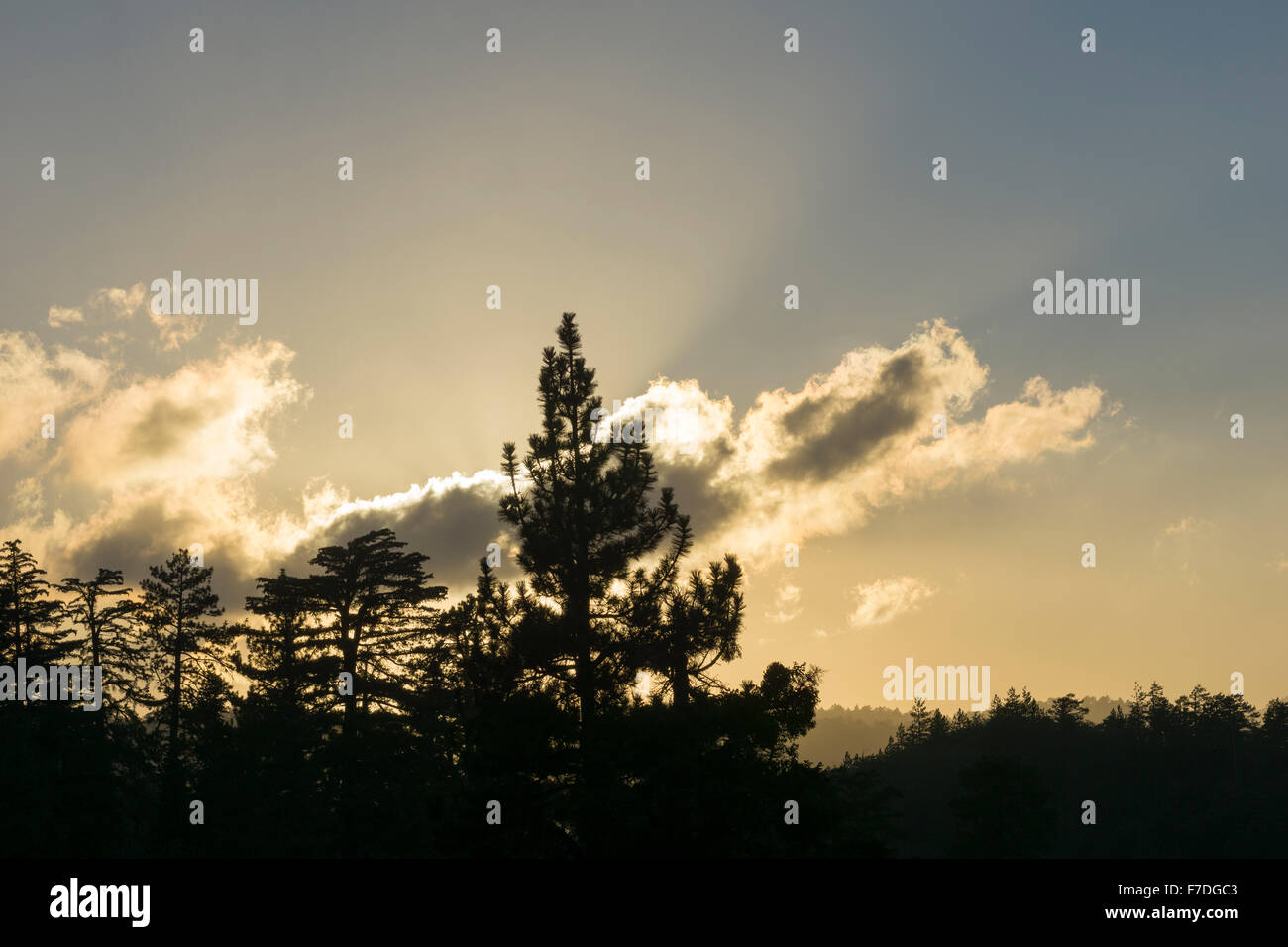 Backlit forest silhouette as setting sun catches on passing clouds ...