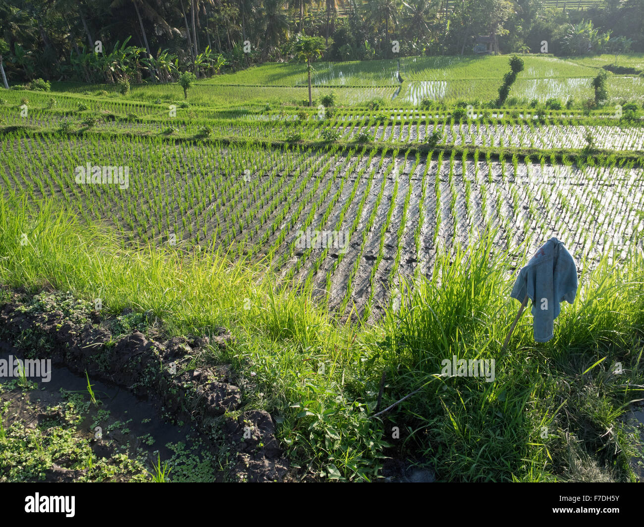 paddy field in Bali, Indonesia Stock Photo - Alamy