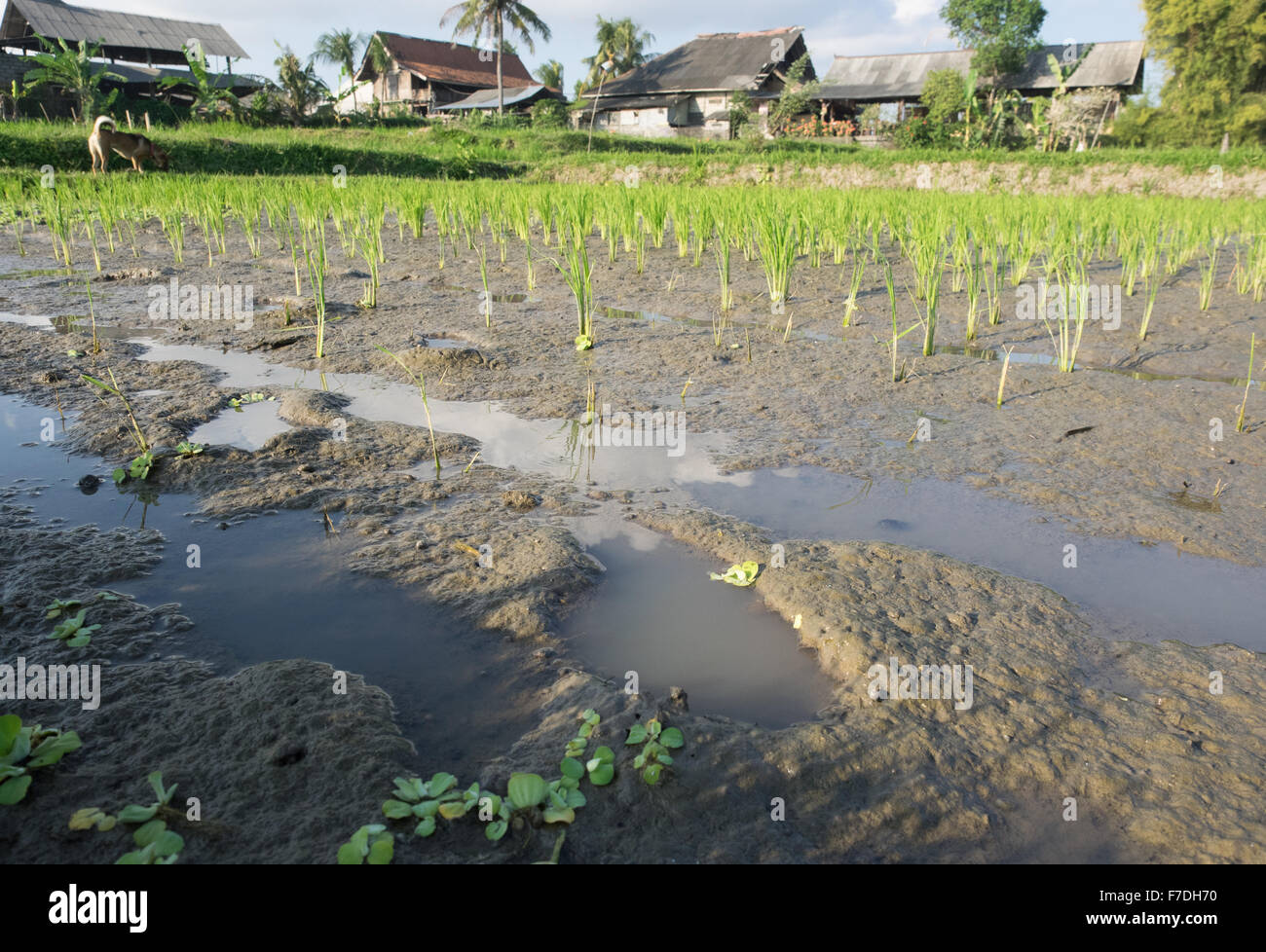 Rice paddy fields in bali hi-res stock photography and images - Alamy