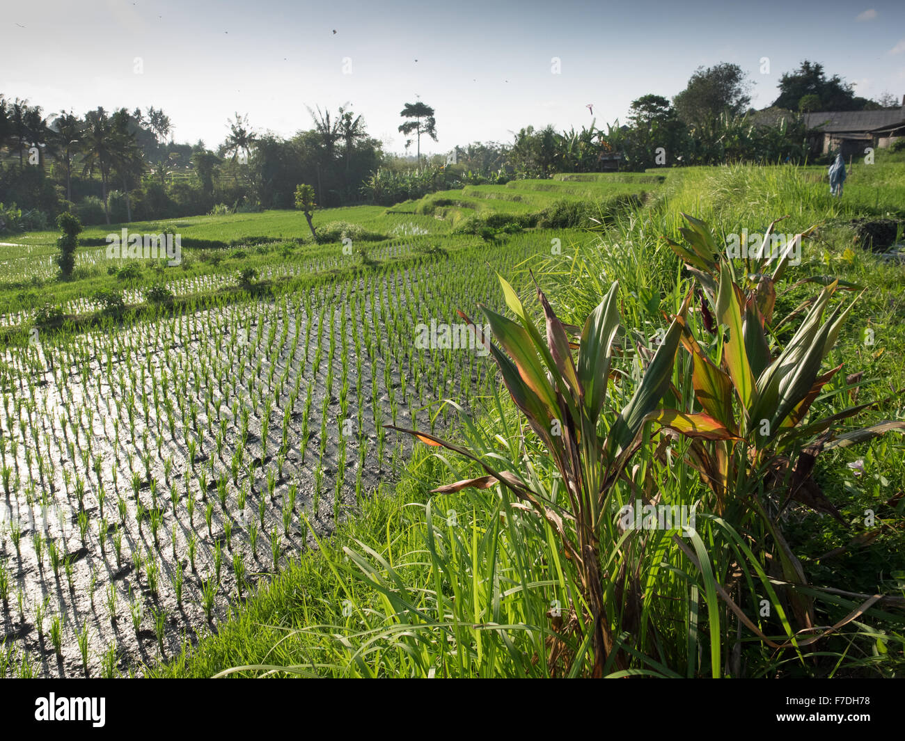 Bali indonesia shrine in rice hi-res stock photography and images - Alamy