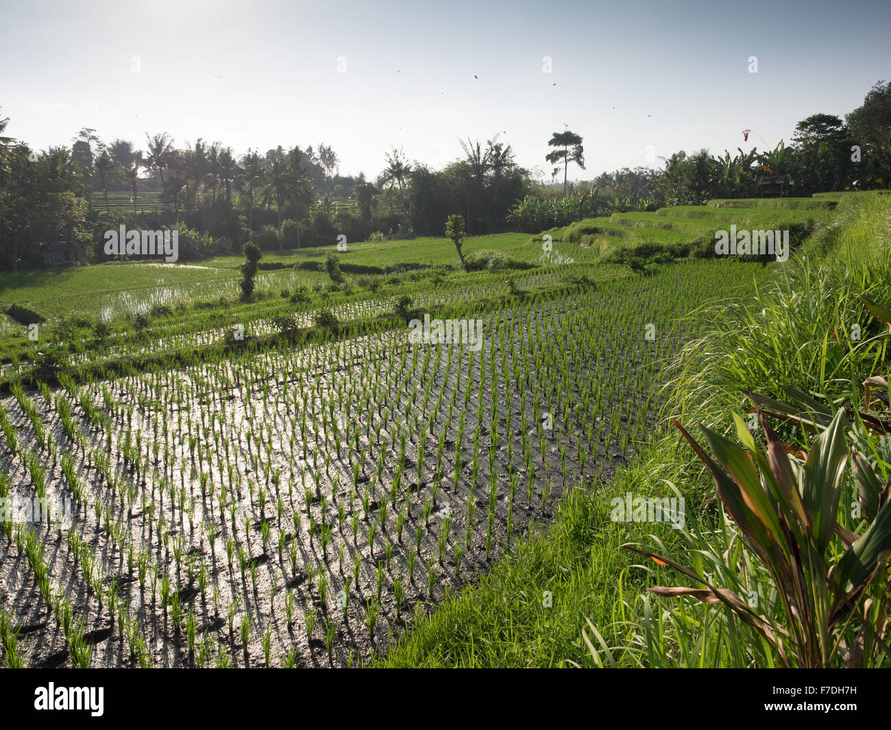 paddy field in Bali, Indonesia Stock Photo - Alamy