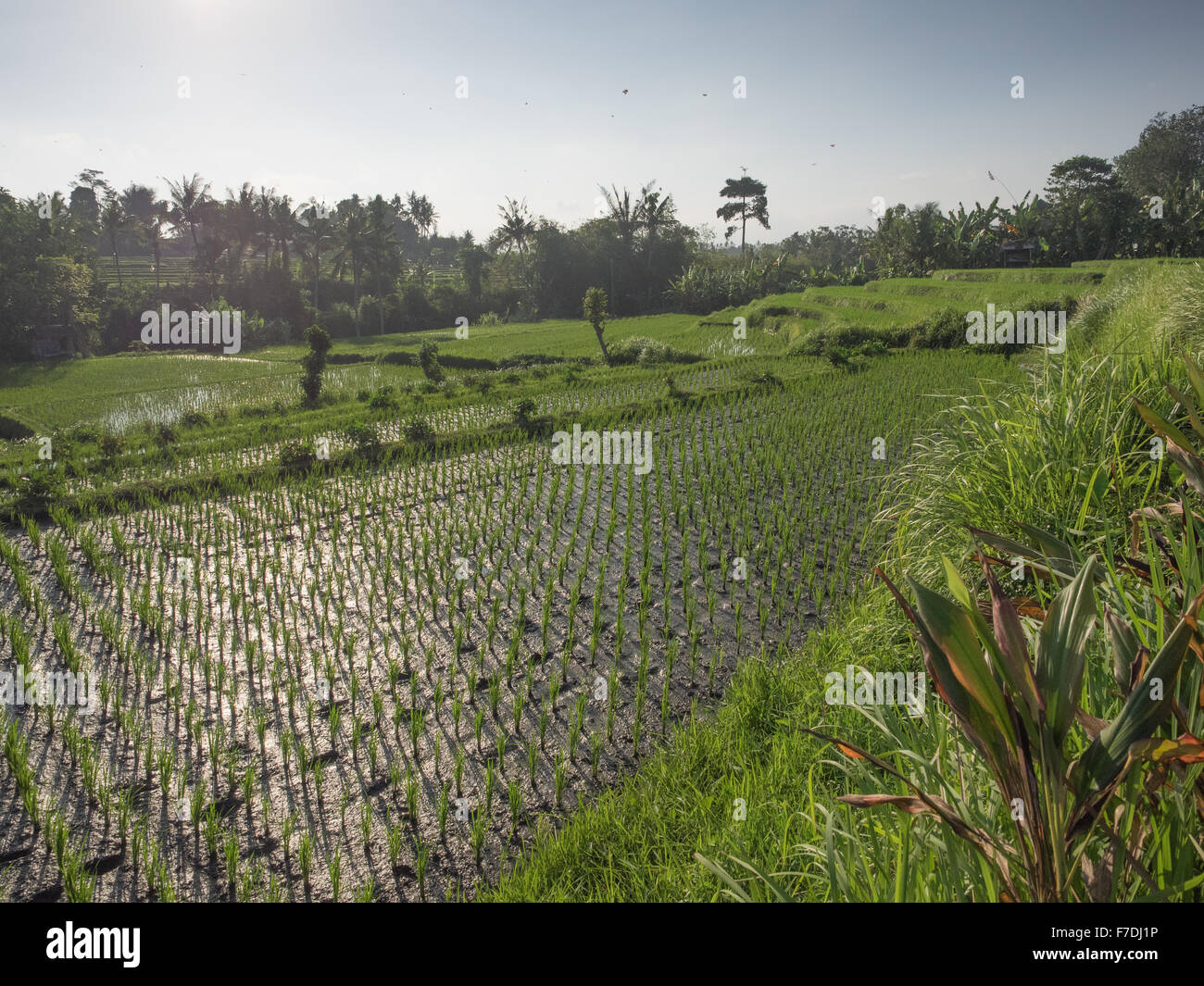 paddy field in Bali, Indonesia Stock Photo - Alamy