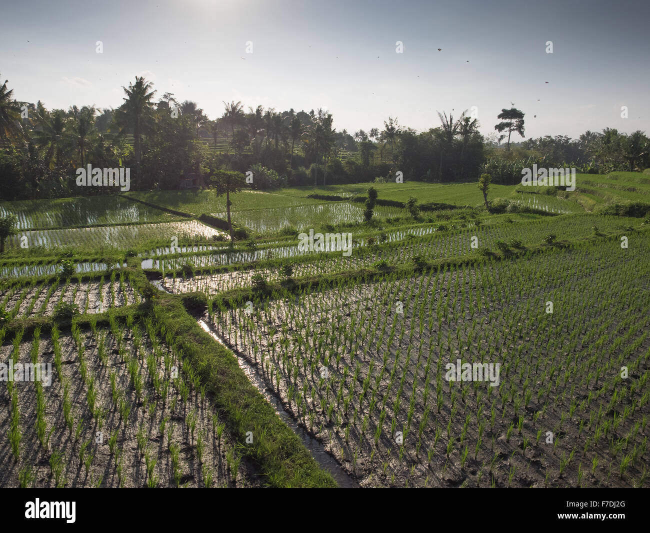 paddy field in Bali, Indonesia Stock Photo - Alamy