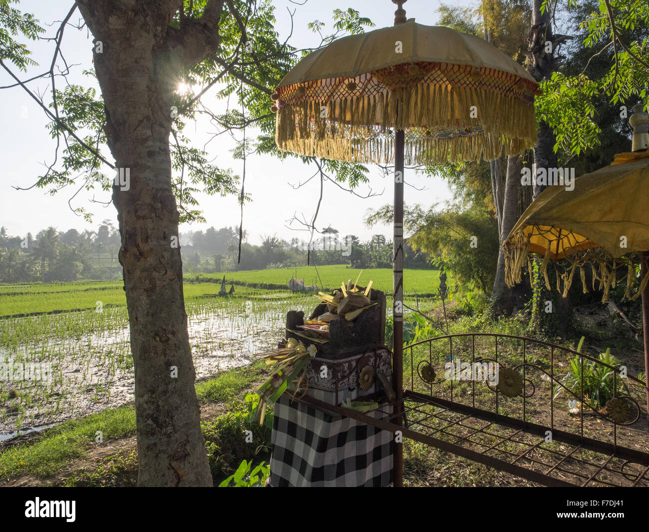 paddy field in Bali, Indonesia Stock Photo - Alamy