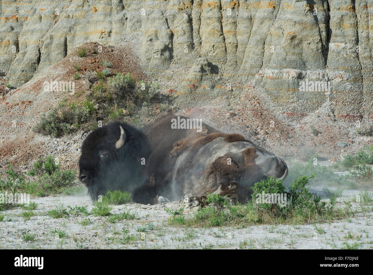 American Bison (Bison bison) taking dust bath, Western North America ...