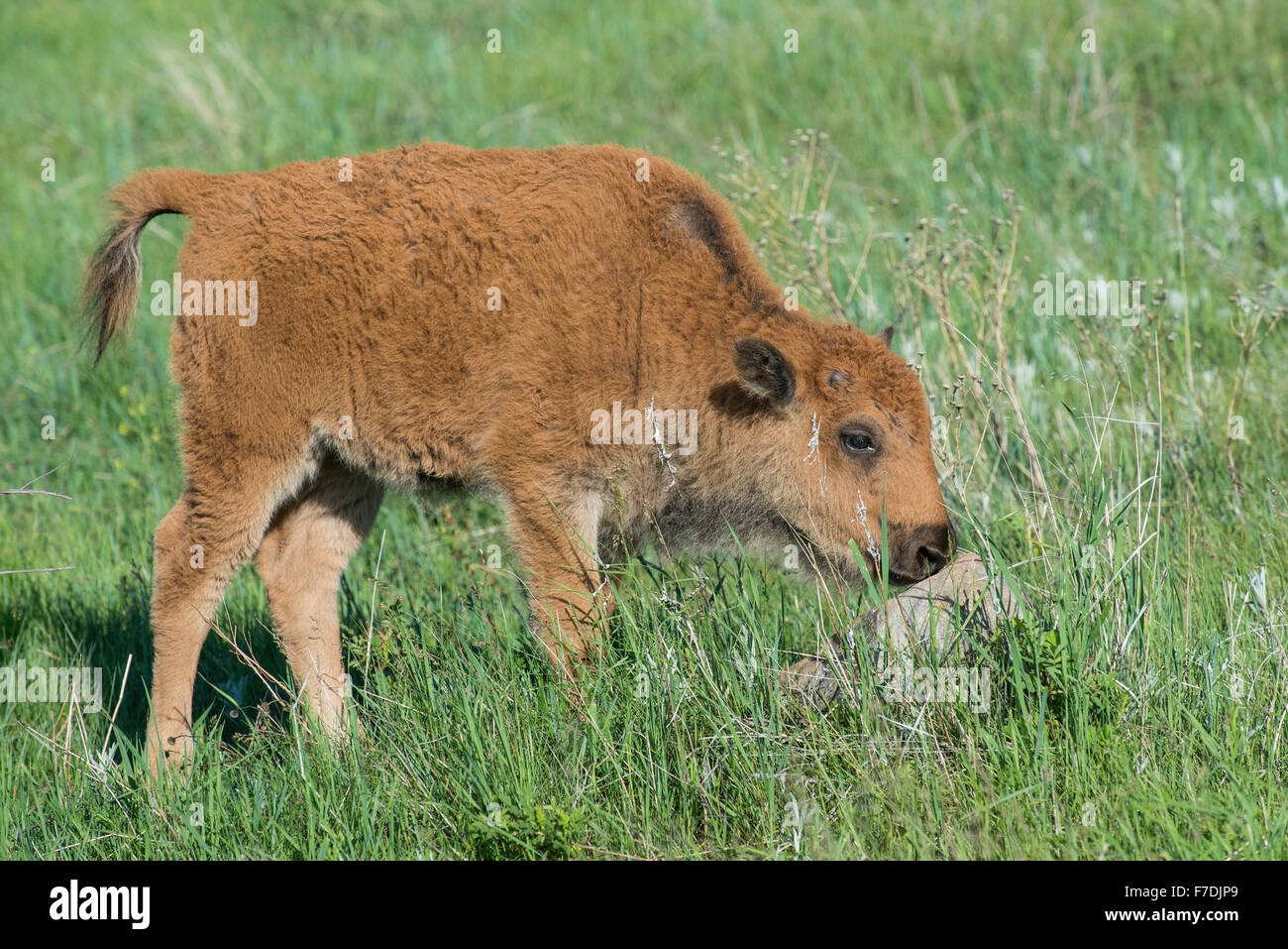 American Bison (Bison bison) calf rubbing rock, Fort Custer State Park ...