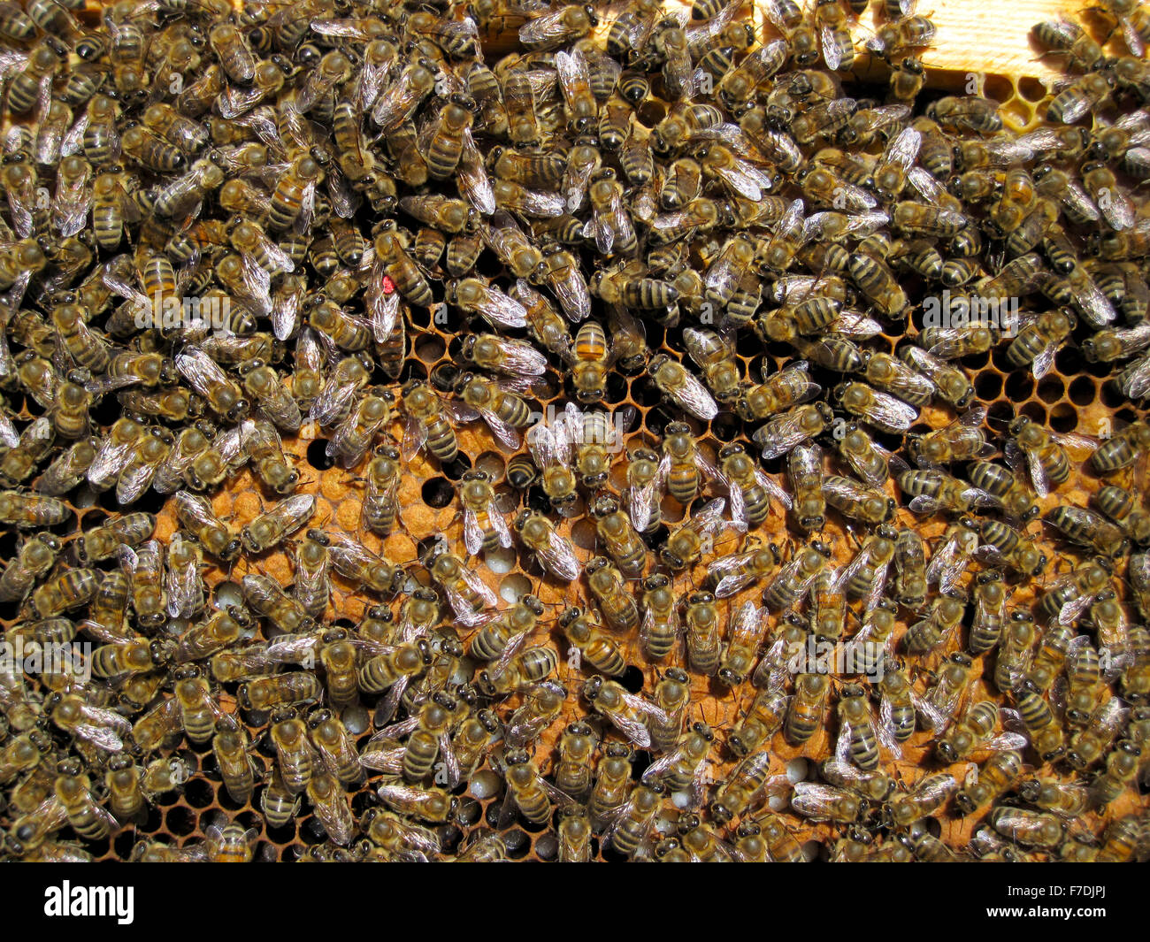 Worker bees and queen hi-res stock photography and images - Alamy