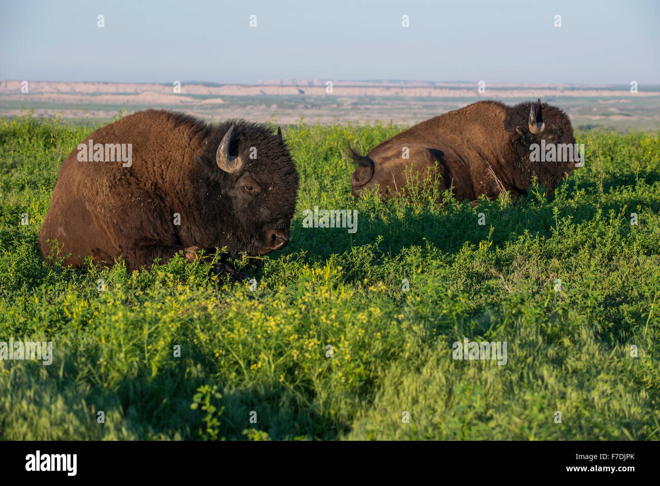 American bisons grassland hi-res stock photography and images - Alamy