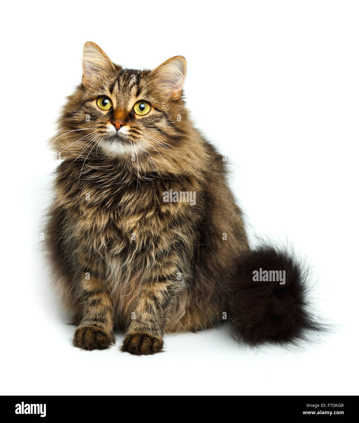 Cute fluffy cat isolated on white background Stock Photo - Alamy