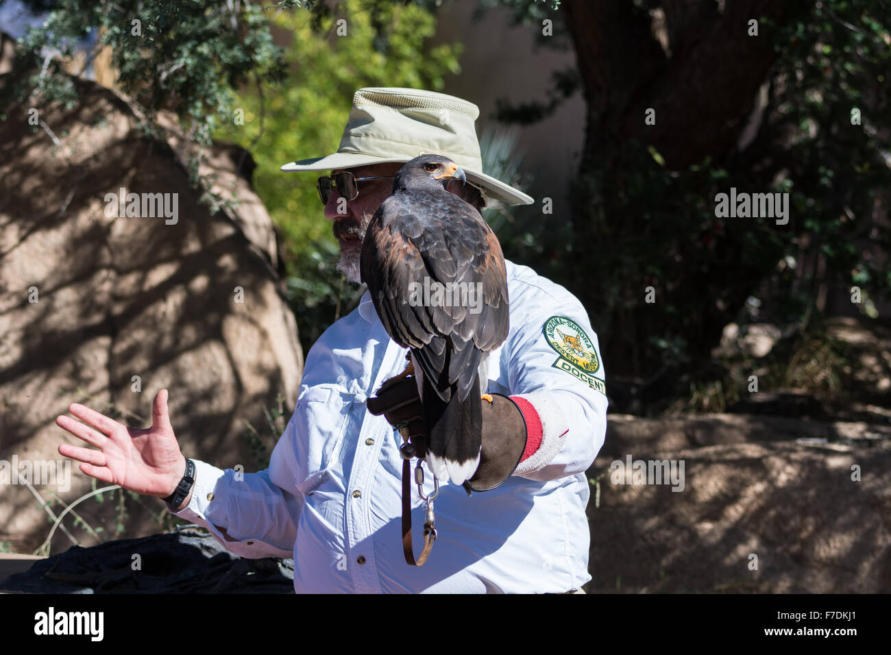 Park ranger shows a captive Harris's Hawk (Parabuteo unicinctus) at the ...