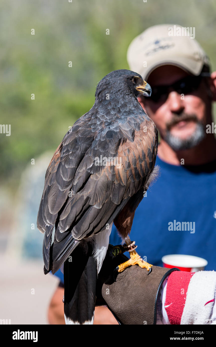 A captive Harris's Hawk (Parabuteo unicinctus) in display at the ...